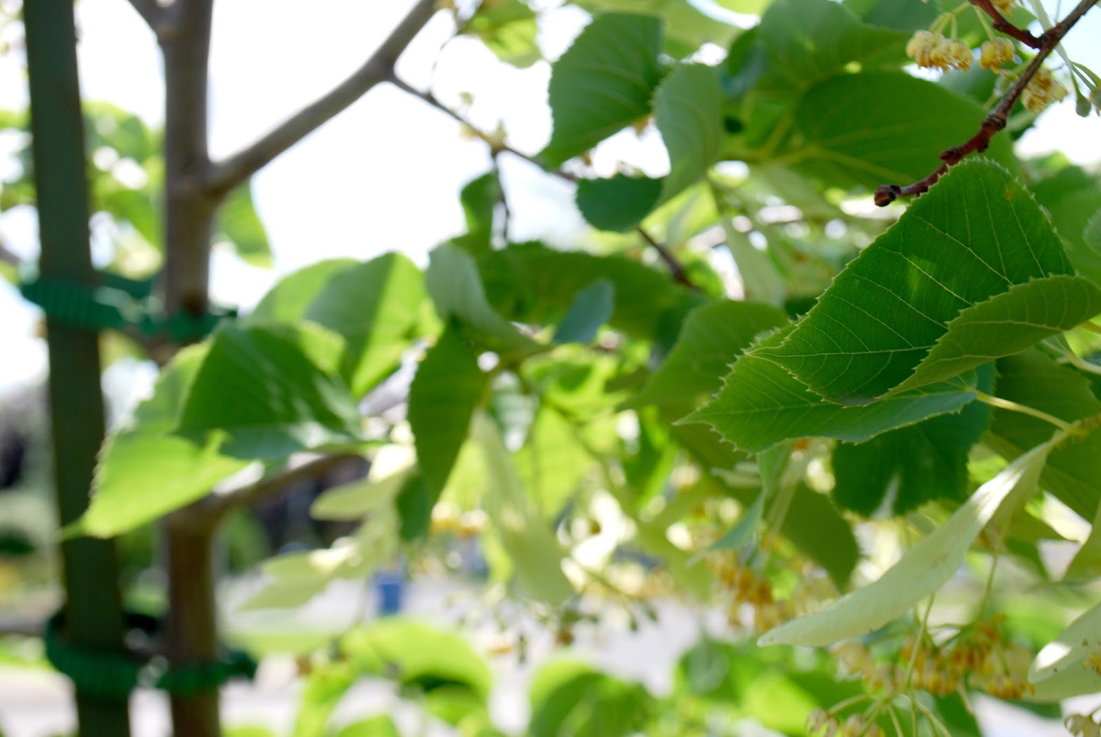 3 Jardins au Québec: Le tilleul, arbre extraordinaire
