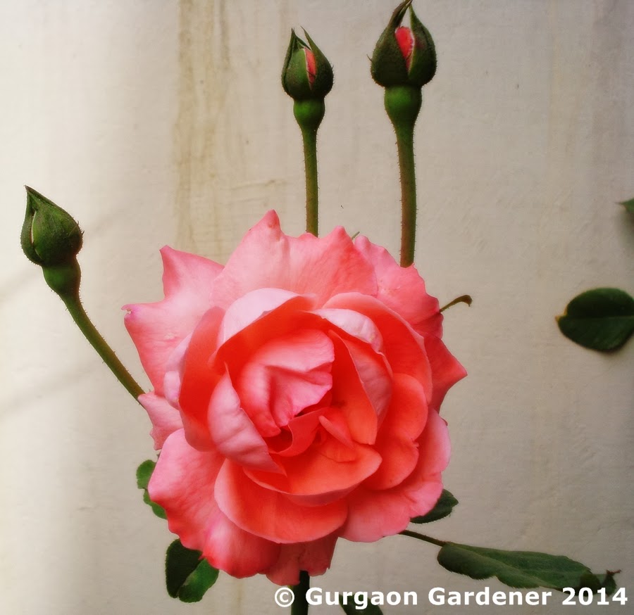 Gurgaon Gardener: Rose, Indian Roses, Hybrid Garden Roses, Gulab