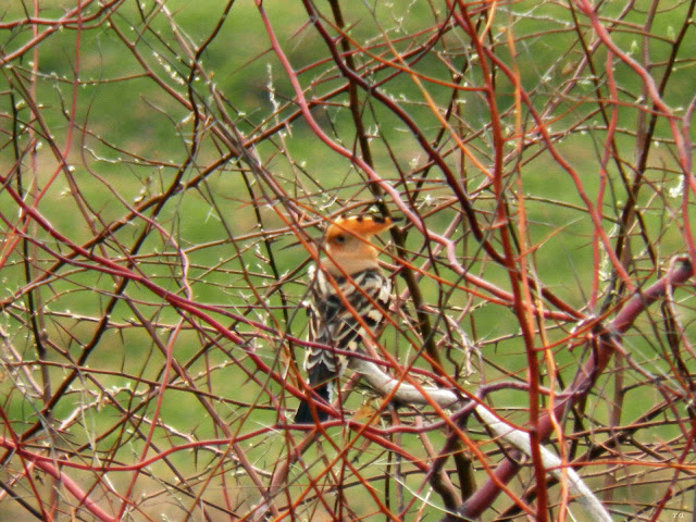 PASARI DIN ROMANIA: PUPAZA, Upupa epops