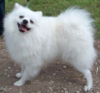 Volpino Italiano ~ Everything Best Dogs