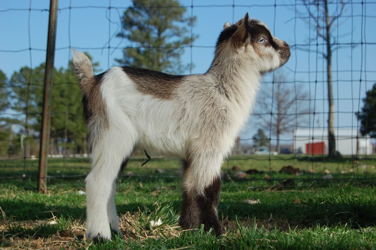 My Life as a Ranch Girl: Mini Alpine kids