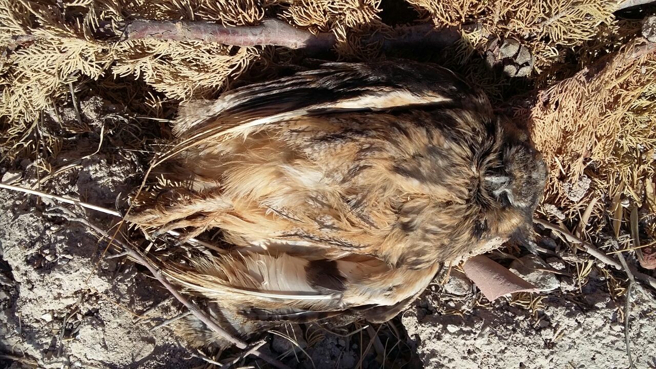 Crónicas Ornitológicas: Búho chico muerto. Denuncia