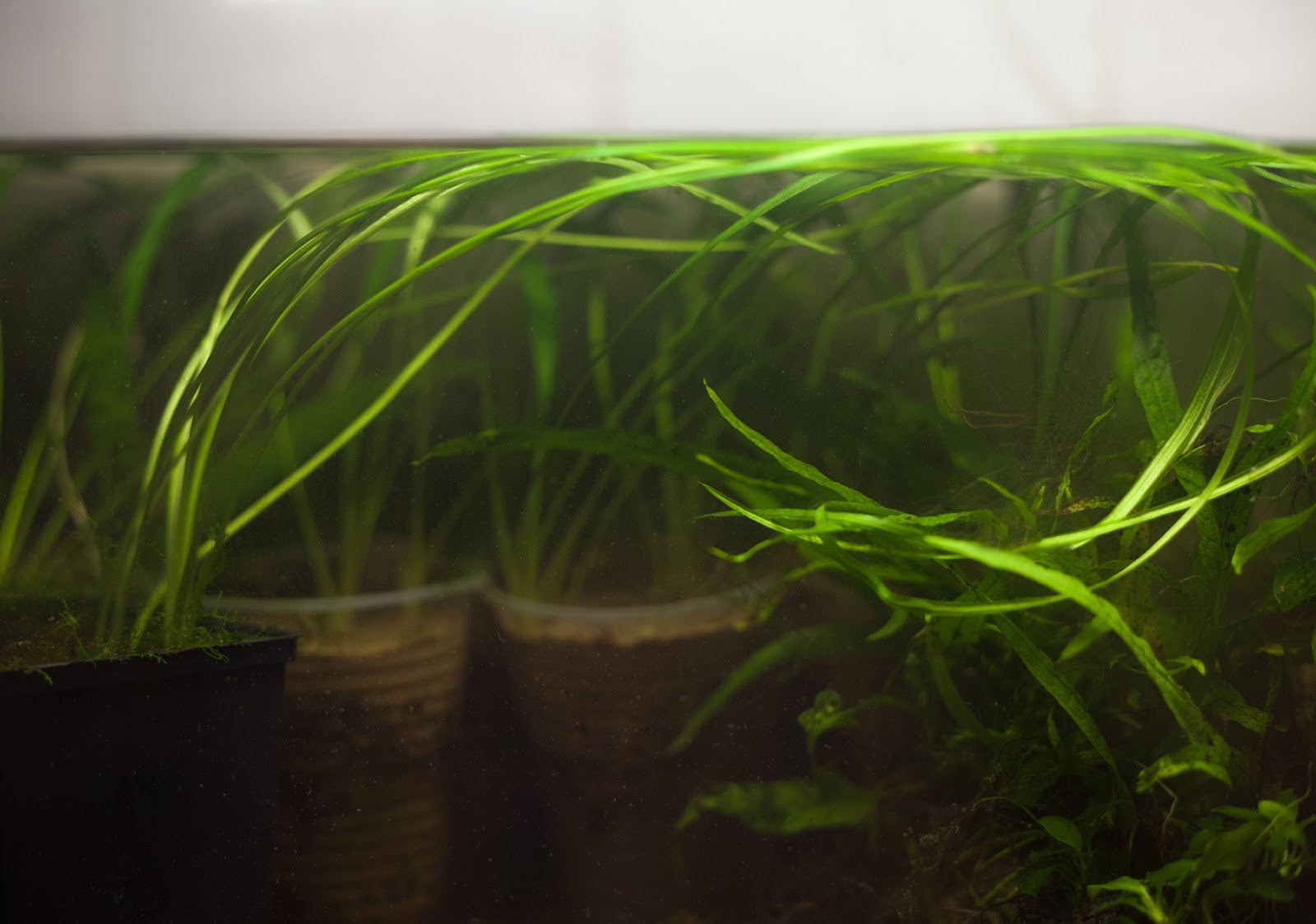 BH CRYPTOCORYNE: cryptocoryne retrospiralis