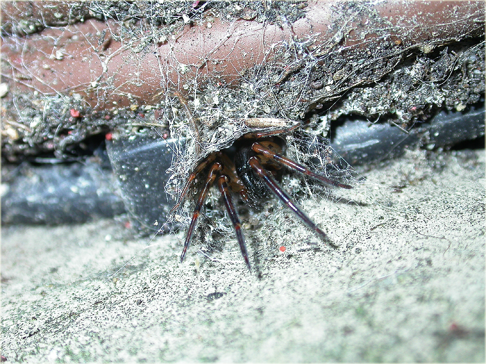 Arachnerds: Tube Web Spider - Segestria senoculata
