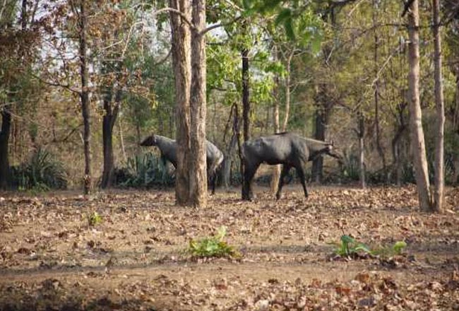 Places to visit in Bihar: Kaimur Wildlife Sanctuary, Kaimur, Bihar ...