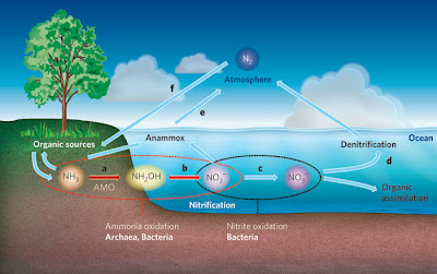Beiler Biology: Nitrogen Cycle
