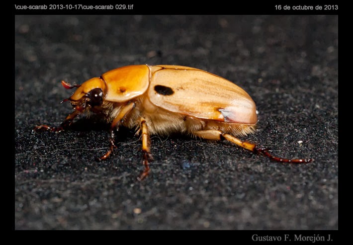 Coleoptera de Ecuador: Malanueva o Catzo Blanco