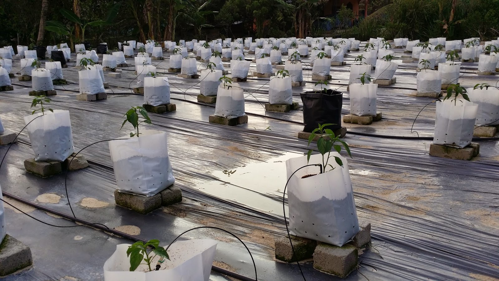 Pertanian Kaedah Fertigasi: Proses Tanaman Cili Secara Fertigasi