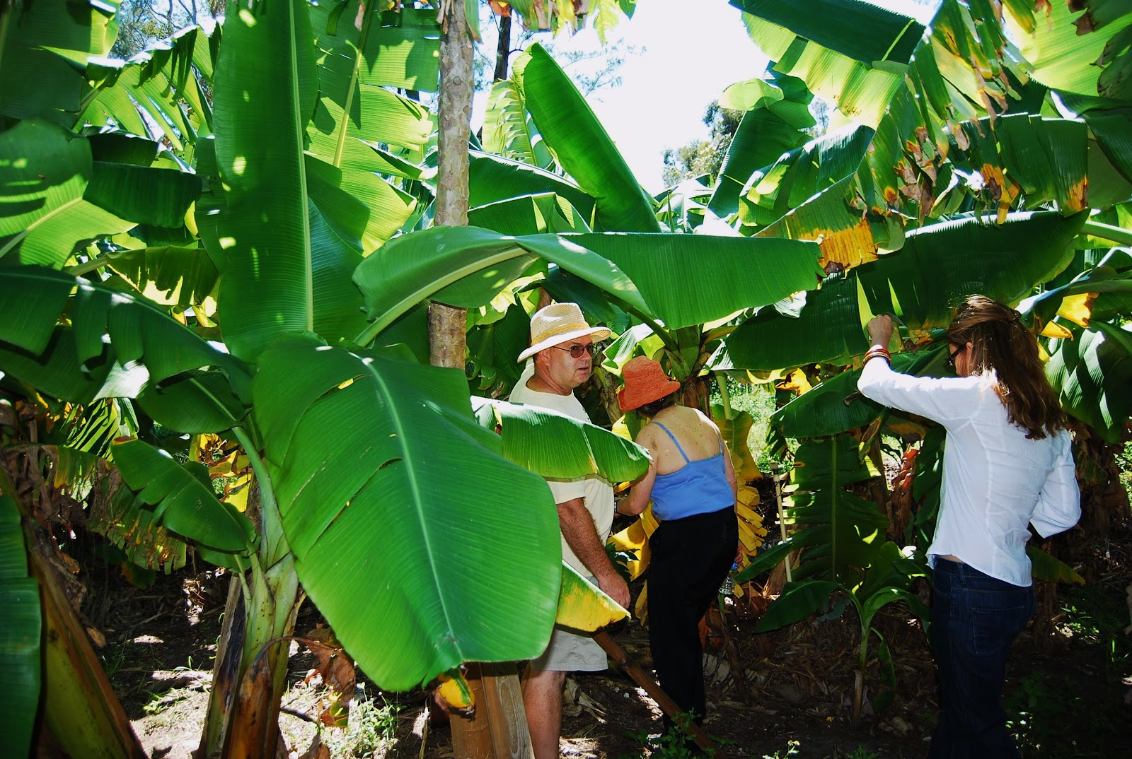 Helen A. Lockey: The Fruitful Field Community Garden Transforms Lives ...