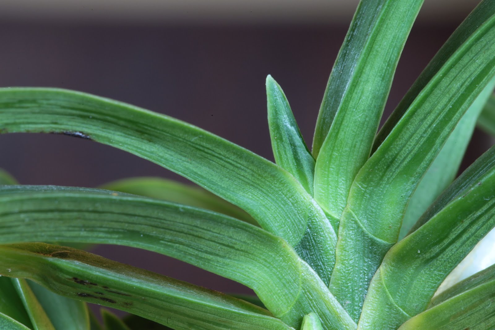 What Causes Sumi? - Orchid Board - Most Complete Orchid Forum on the web