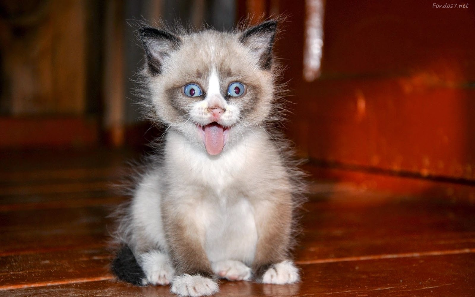 Imagenes Tiernas: Imagenes graciosas de gatos