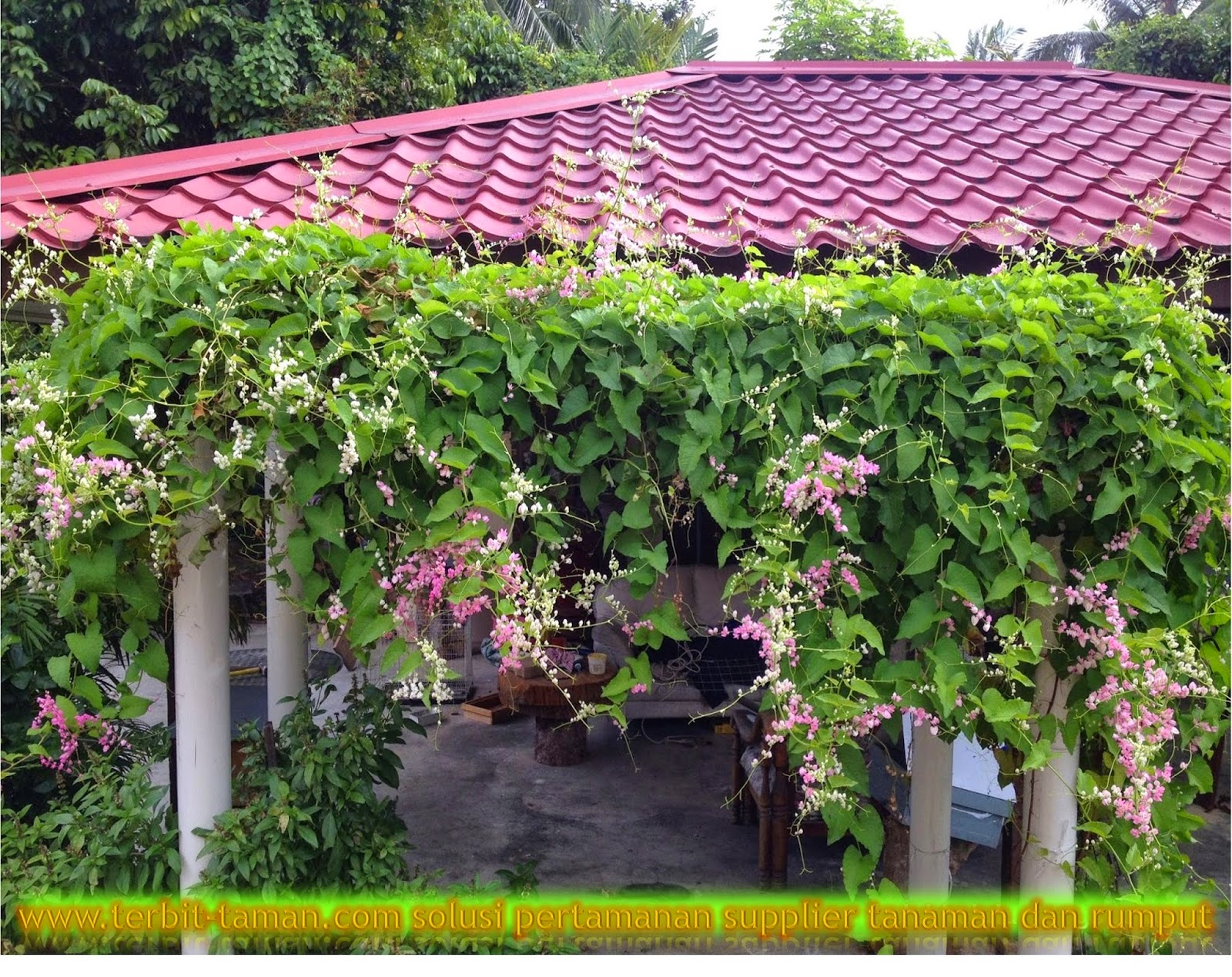 Jual tanaman air mata pengantin | tanaman rambat bunga pink dan putih ...