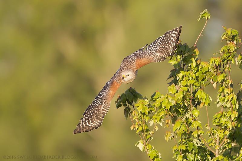 SWFloridabirder: CREW Bird Rookery Swamp