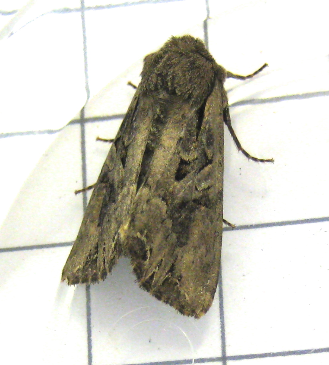 Monmouthshire Moth and Butterfly Group : Seaview Moths 31st May