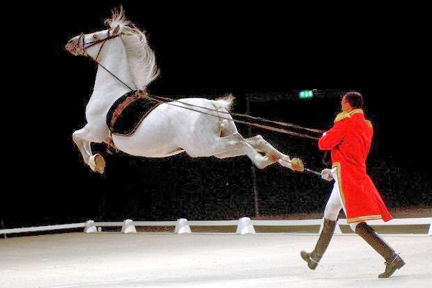 Heroes, Heroines, and History: The Dancing White Horses