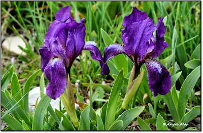 Flores y Bichos ***: Lirios silvestres / Wild lilies (Iris lutescens ...