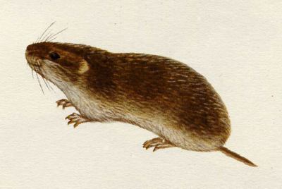 Abe's Animals: Pictures of the 21 most amazing British extinct mammals