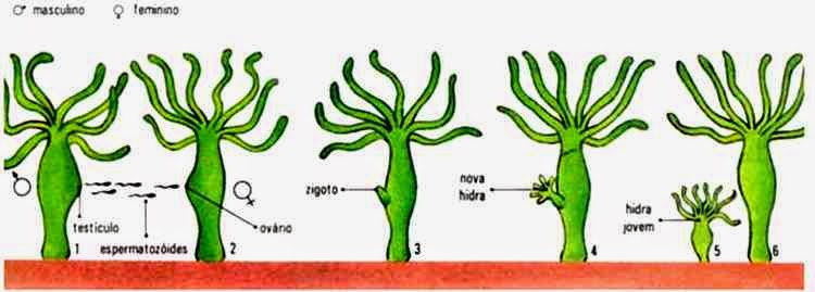 Mi Blog De Biologia: Los Celenterados