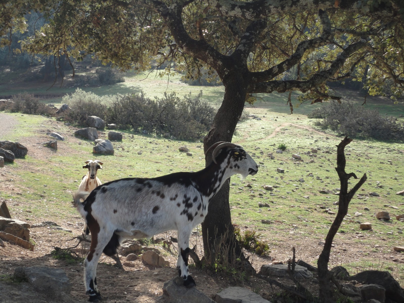 la felicidad de las cabras - La Casa Grande