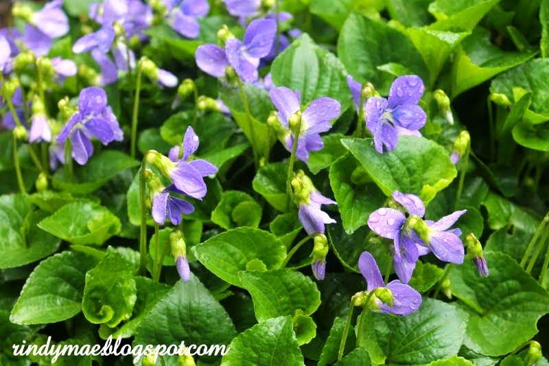 Rindy Mae: The Backyard: 3/26/15