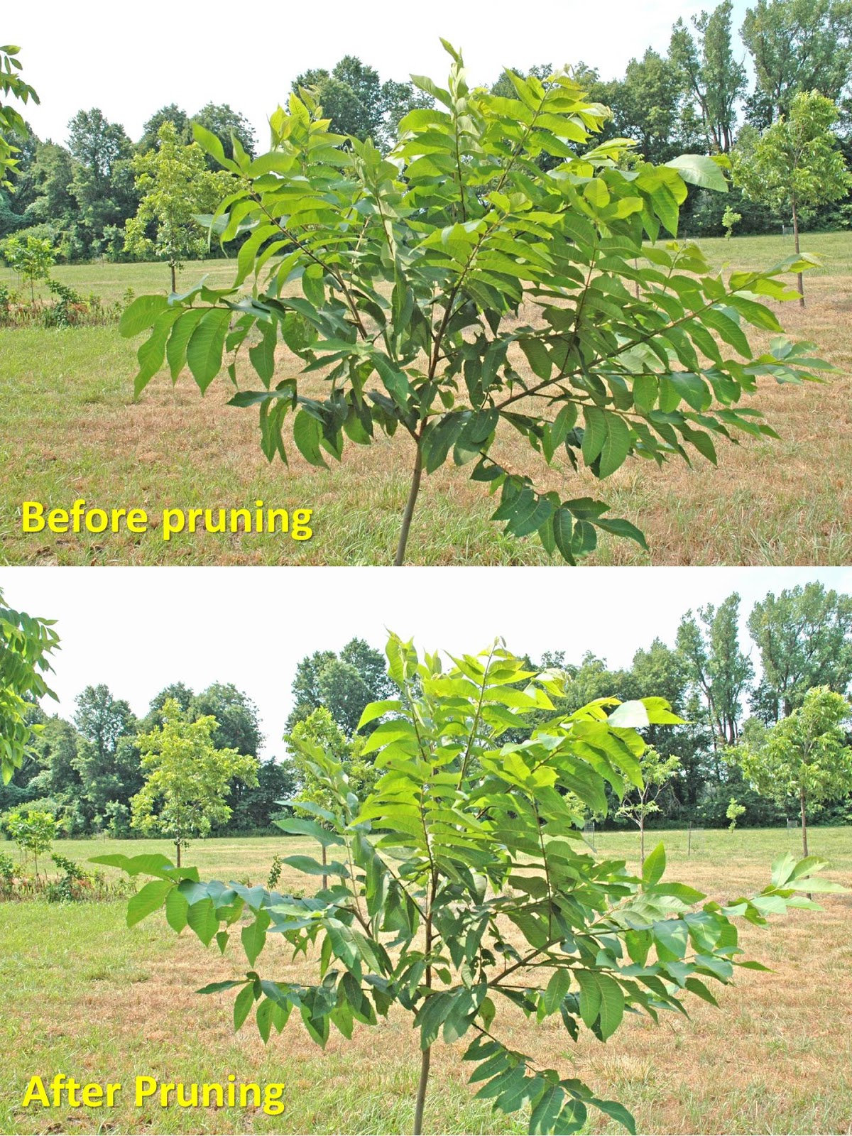 Pecan Tree Life Cycle