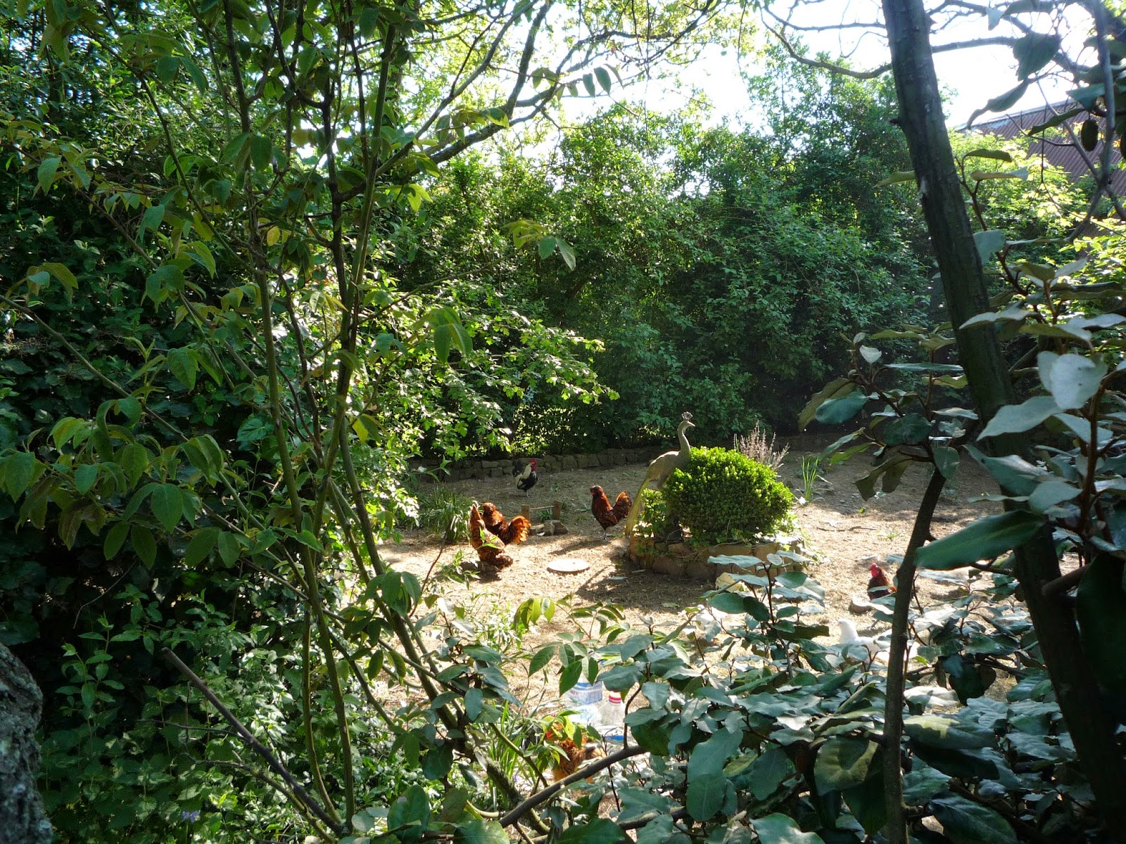 Creating a food forest garden for ourselves, our poultry, wildlife and ...