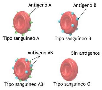 Blog d'en Joaquim: Grups sanguinis