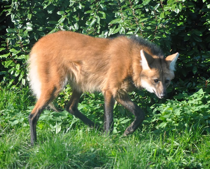 ZOOTOGRAFIANDO (6.100 ANIMALS): LOBO DE CRIN / MANED WOLF (Chrysocyon ...