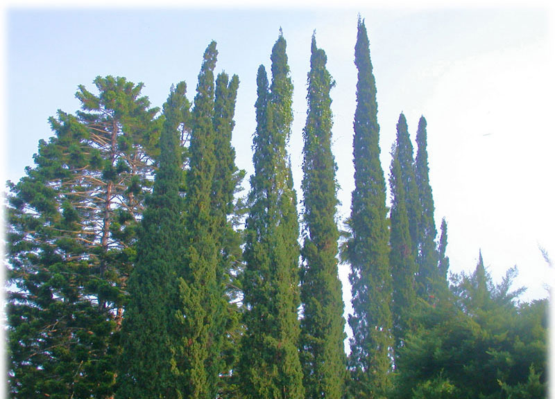 JUAL CEMARA MORPOK | CEMARA LILIN | CEMARA KIPAS | CEMARA PINUS ...