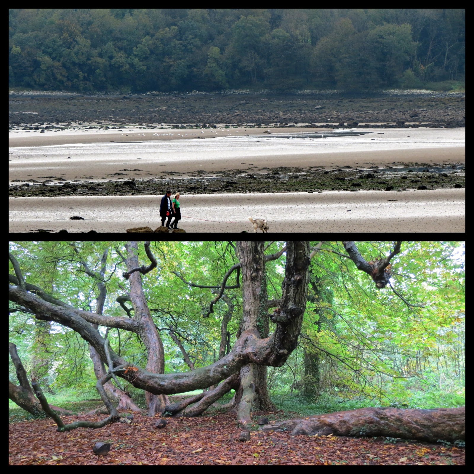 The Glebe Blog: Wigtownshire Ramblers Garlieston to the Isle of ...