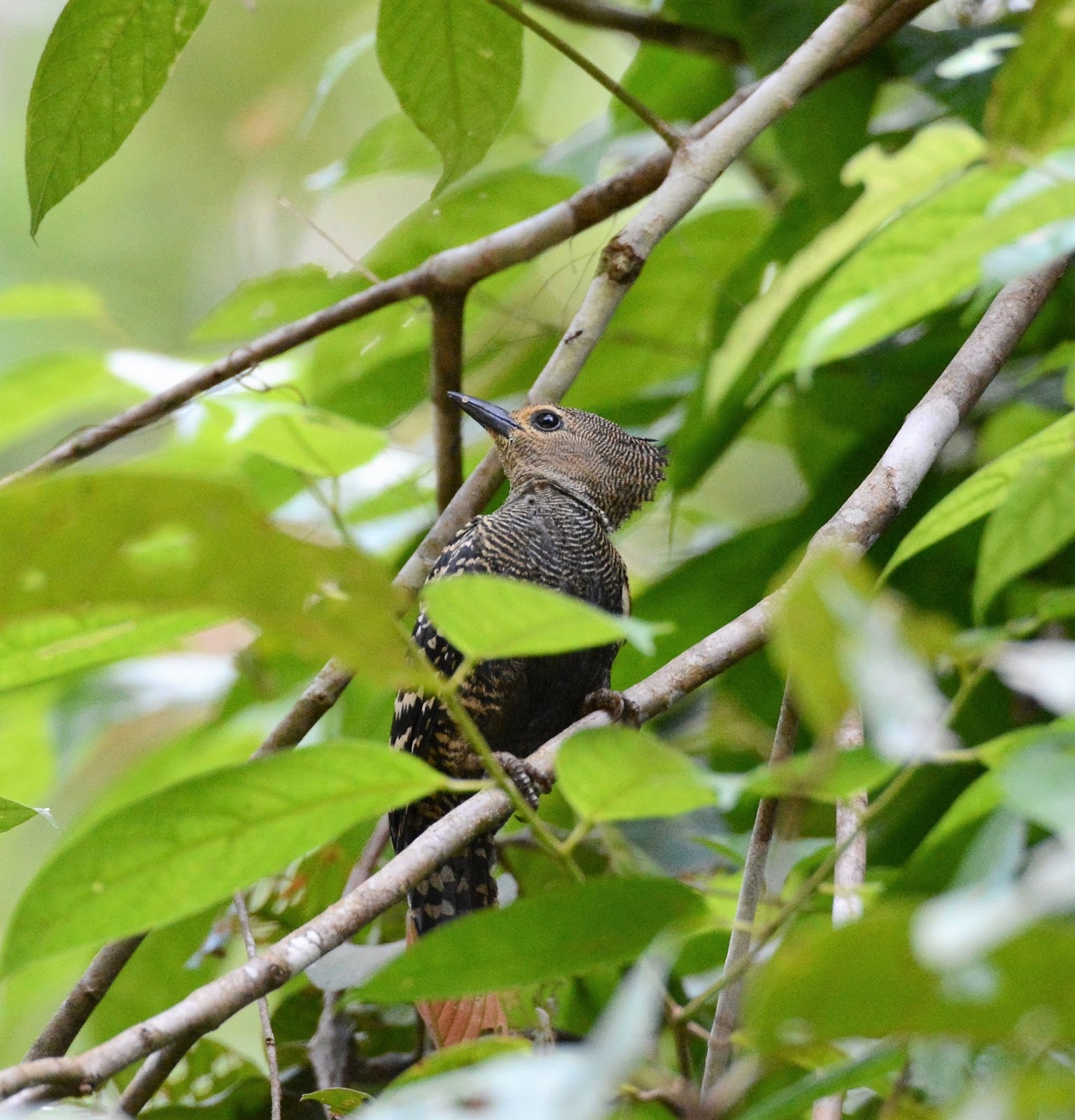 Woodpeckers of the World: Female Buff-rumped Woodpecker