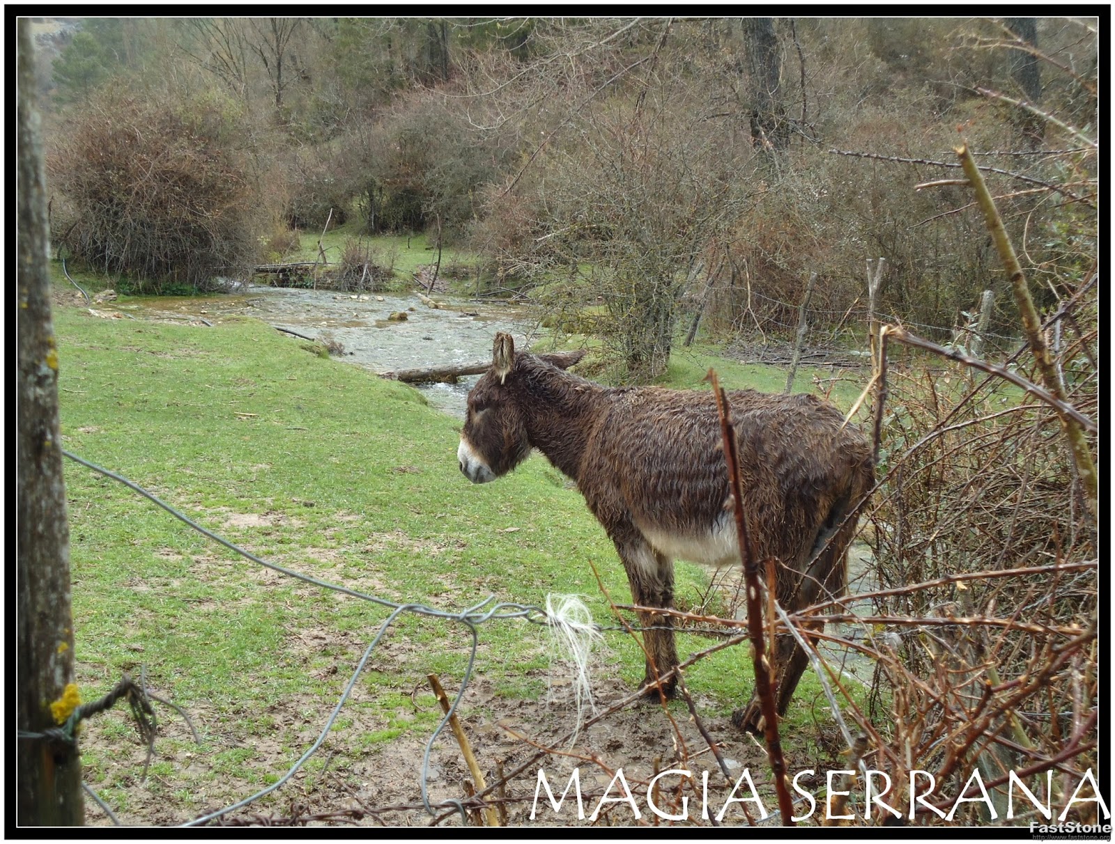 ANIMALES DE LA SERRANÍA DE CUENCA