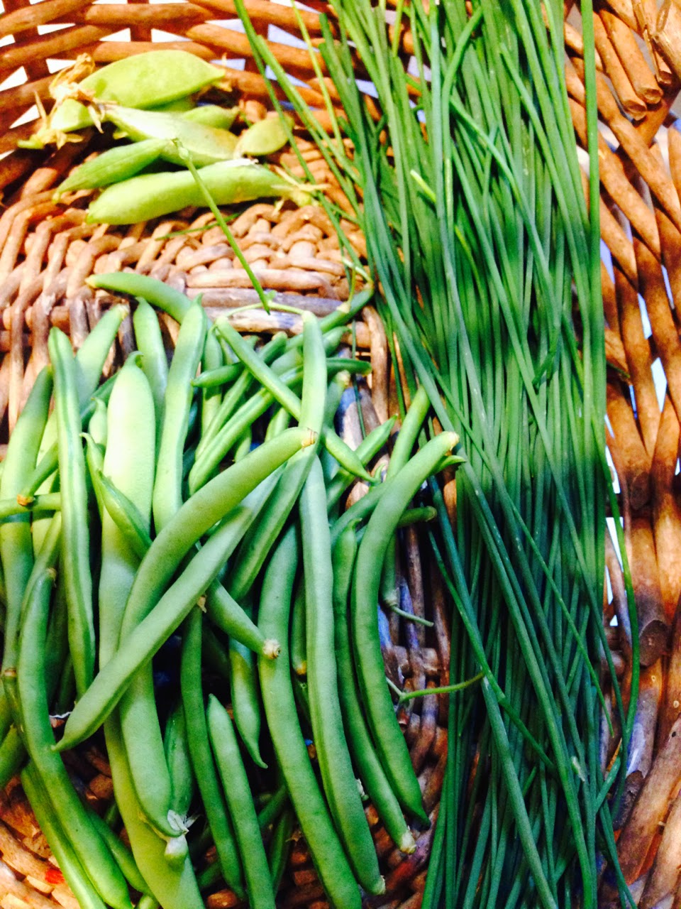 Sustainable Possibilities: Harvesting garlic
