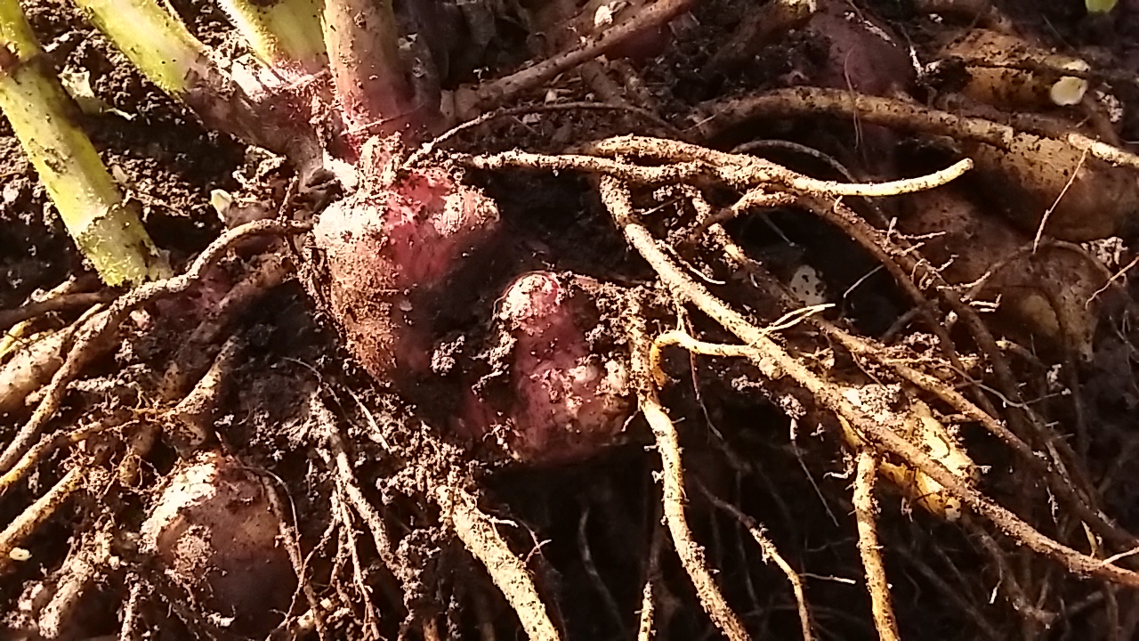 Root crops and Wild Wonderings