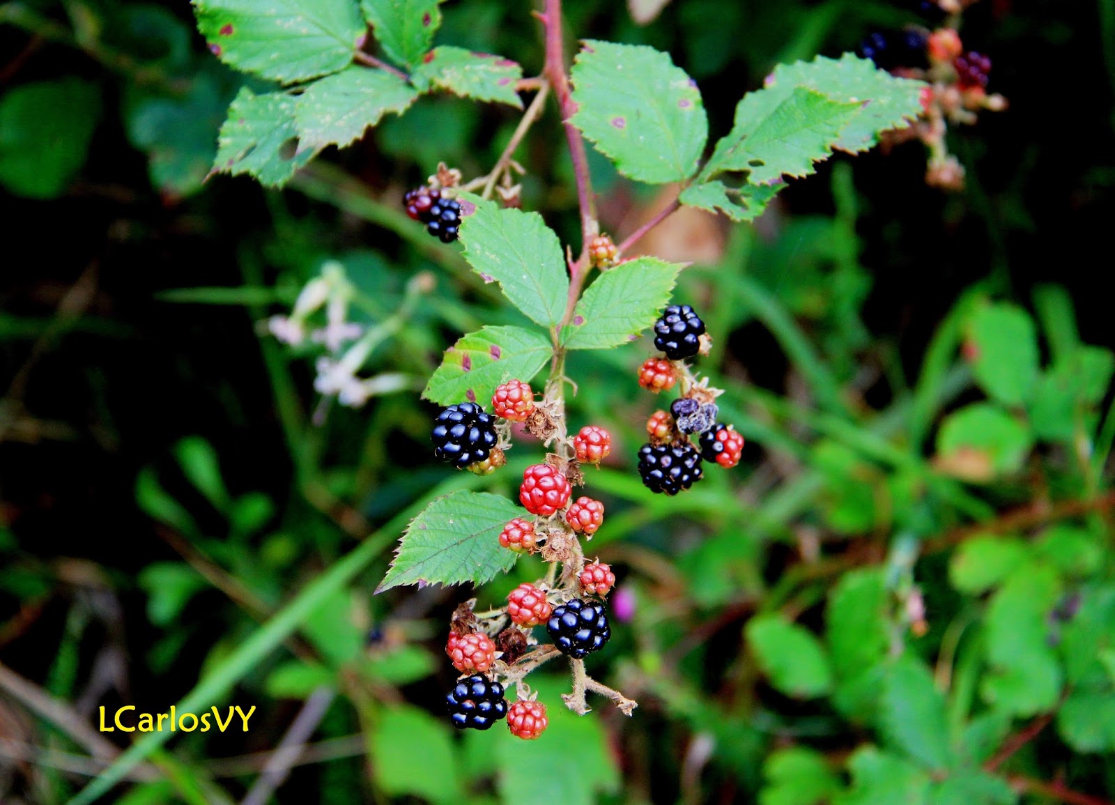 Plantas silvestres de Asturias: Zarza, zarzamora, mora – Rubus Ulmifolius