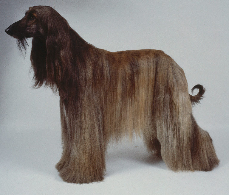 Pasme psov od A do Ž: AFGANISTANSKI HRT