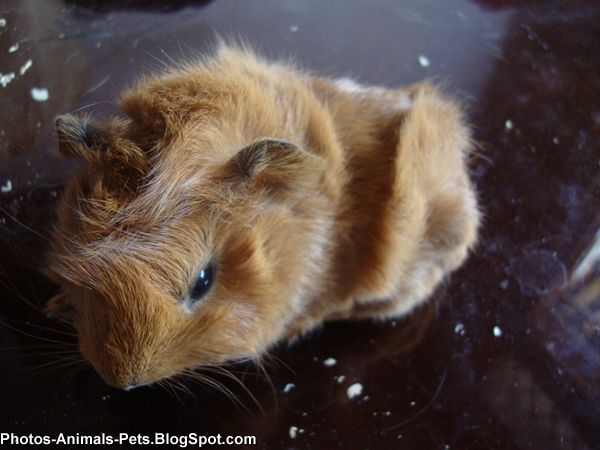 Photo baby mouse fur ruffled
