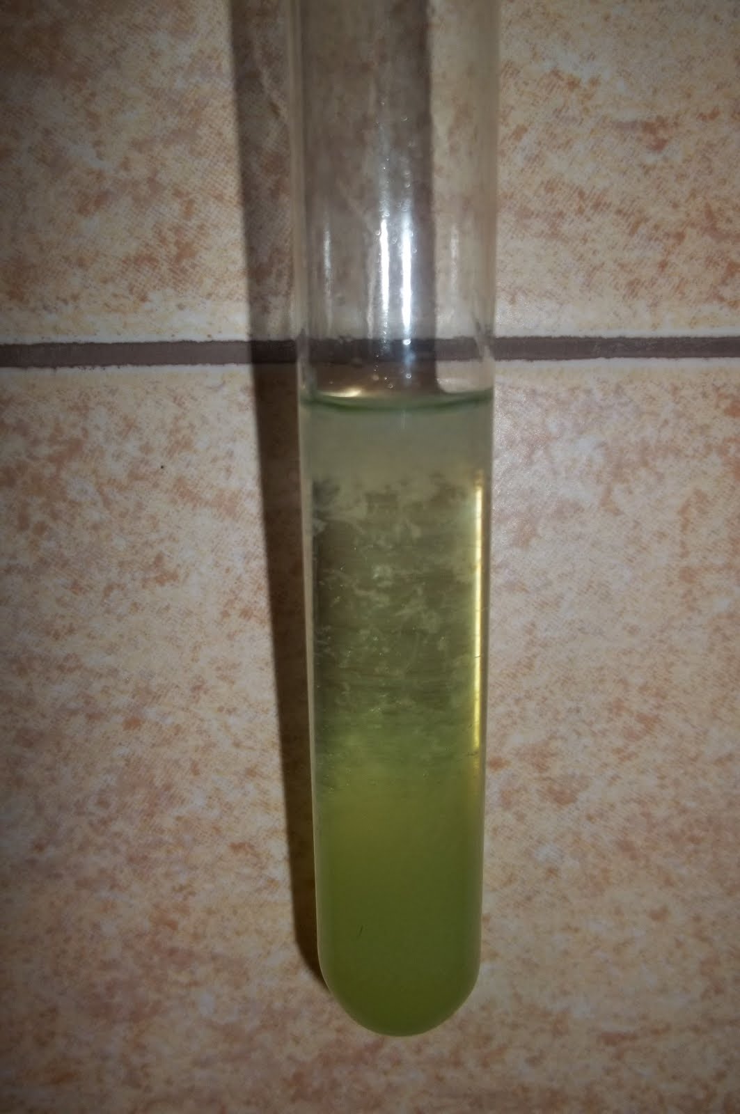 biolog: Izolowanie DNA z owocu kiwi