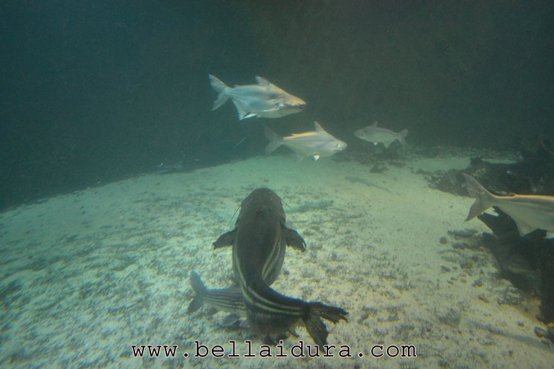 Tempat Menarik Di ZOO Negara - Aquarium - Bella Idura