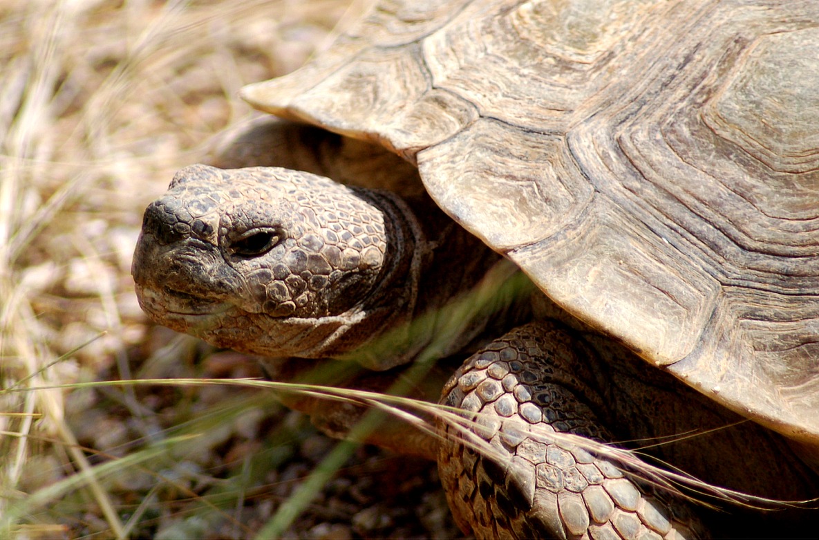 Desert tortoise | The Life of Animals