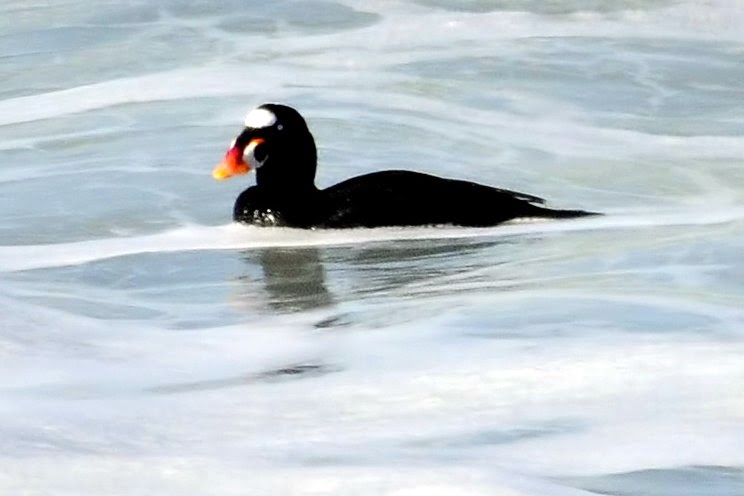 The Nature of Framingham: Stunning Surf Scoters - California Style!