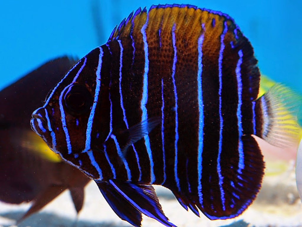 Angelfish - Ikan Angel