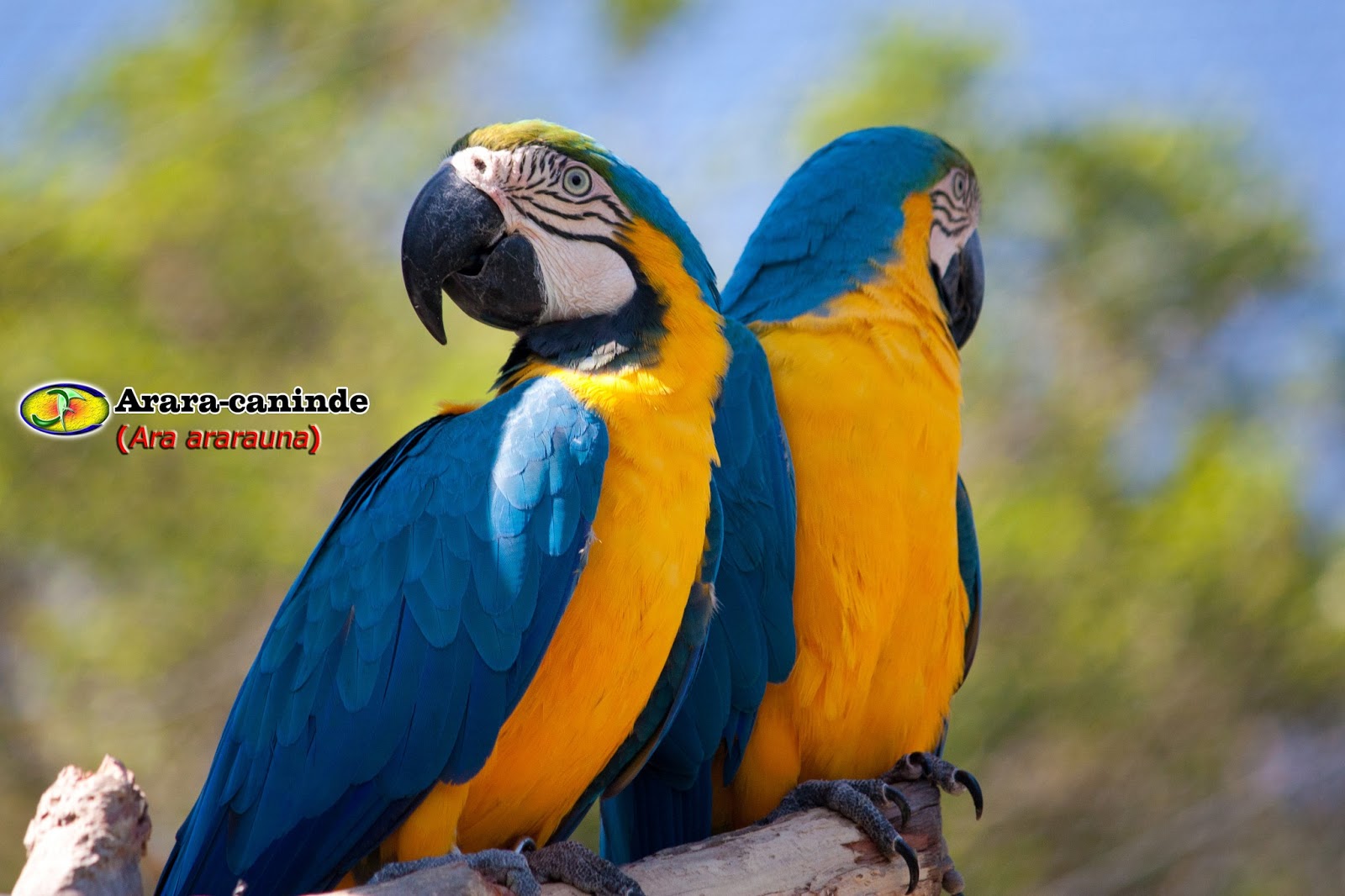 Zoologia: Arara-canindé (Ara ararauna)