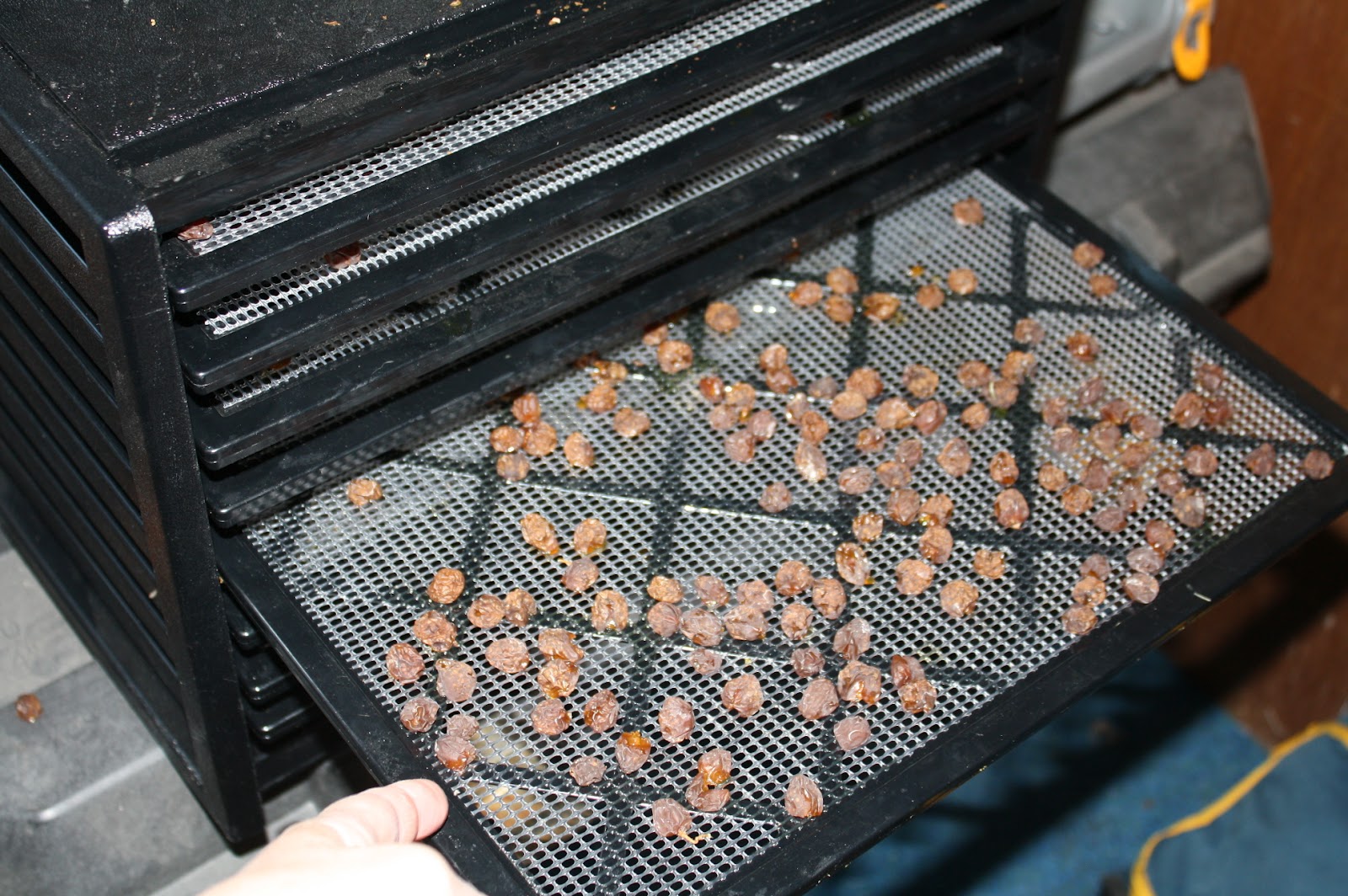 Square Foot Gardener: From Grape to Raisin