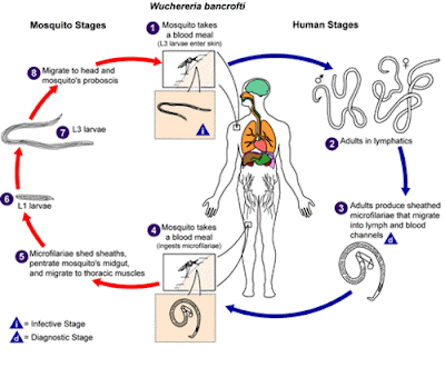 Filaires et filarioses (diapo , Dr.Ben Mezdad) - Constantine ~ COURS de ...
