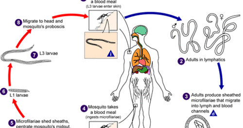 Filaires et filarioses (diapo , Dr.Ben Mezdad) - Constantine ~ COURS de ...