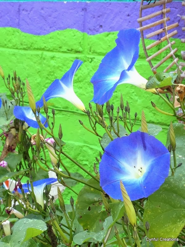 Cynful Musings: The World of Anado