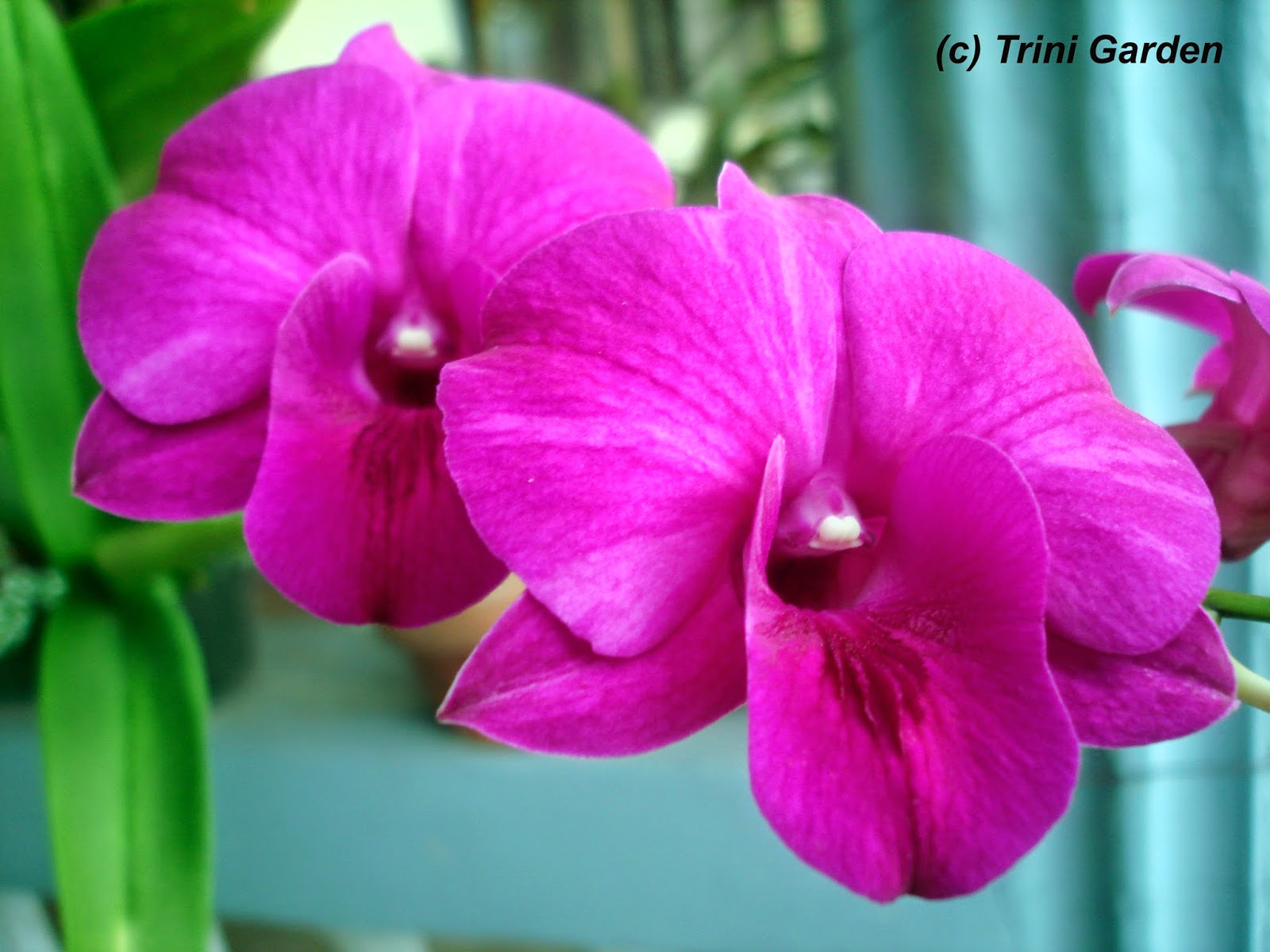 Trini Garden: Garden Bloggers' Bloom Day - May 2014