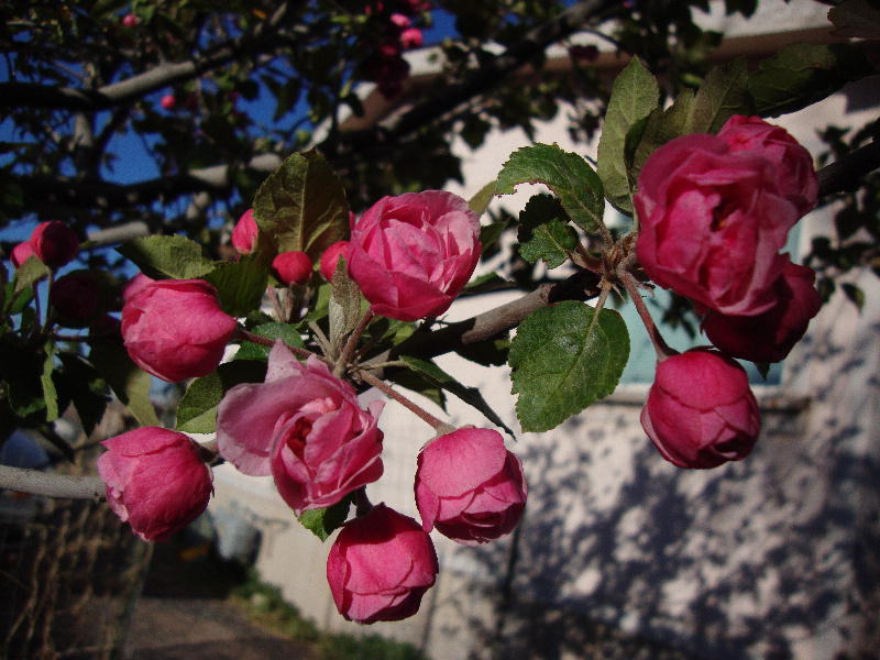 Roses, Color and Light: Brandywine Crabapple Tree in Bloom