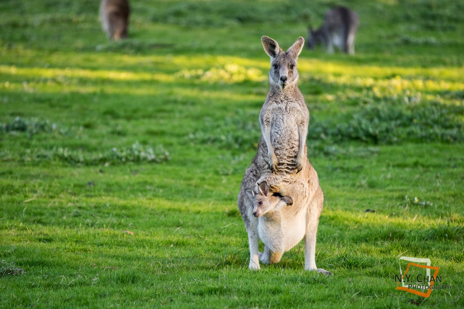 AI: Artificial Imagination: Spring Kangaroo Pt II